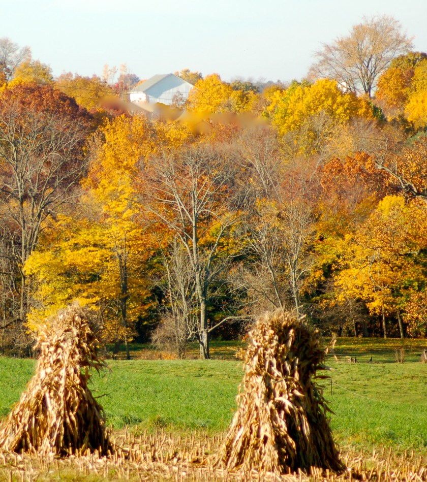 Viewing the leaves in Ohio’s Amish country – Roadkill Crossing