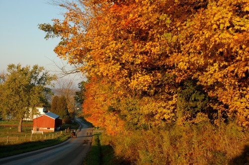 Viewing the leaves in Ohio’s Amish country – Roadkill Crossing