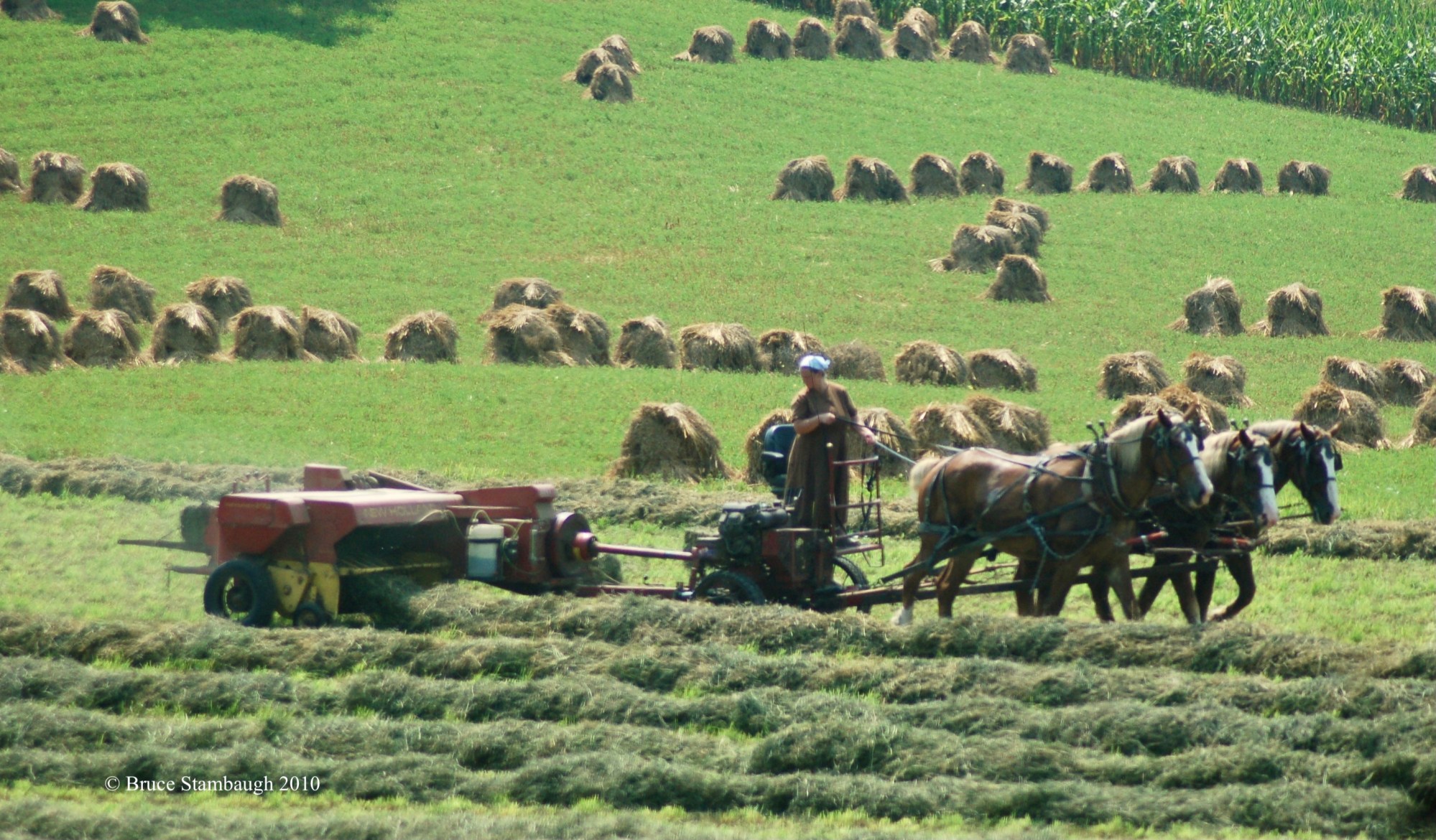 Amish farms – Roadkill Crossing