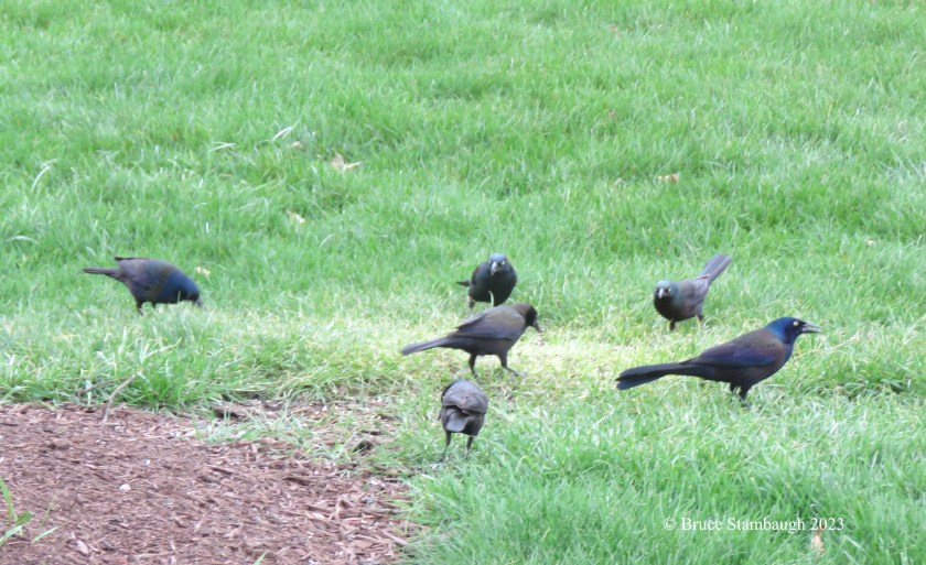 For Sale: Free-range Grackles! – Roadkill Crossing