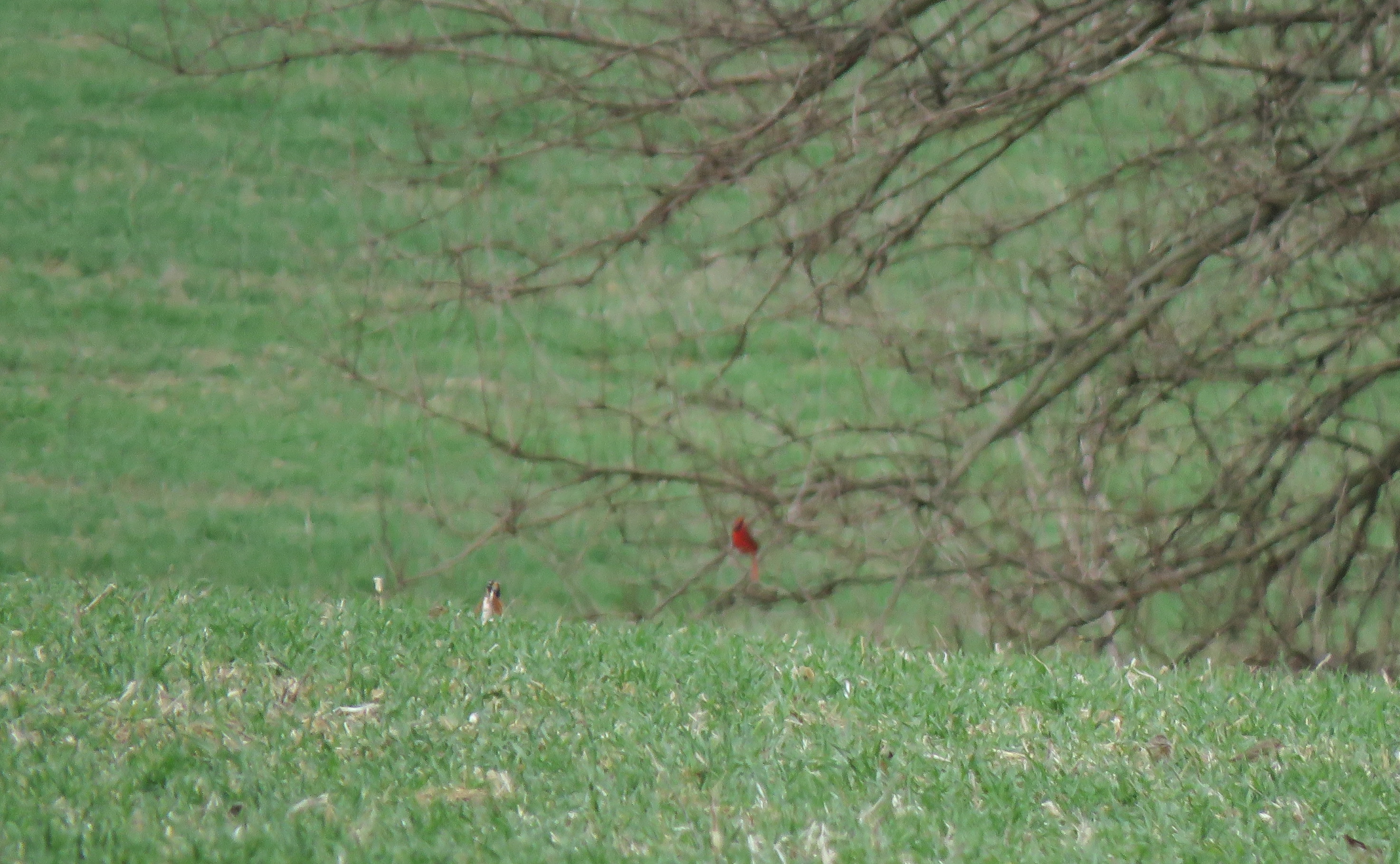 Bird Migration Has Begun – Roadkill Crossing