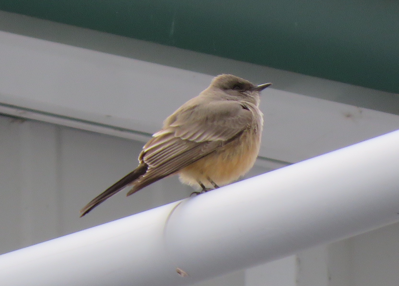 Roadkill Crossing – Writing generated from the rural life