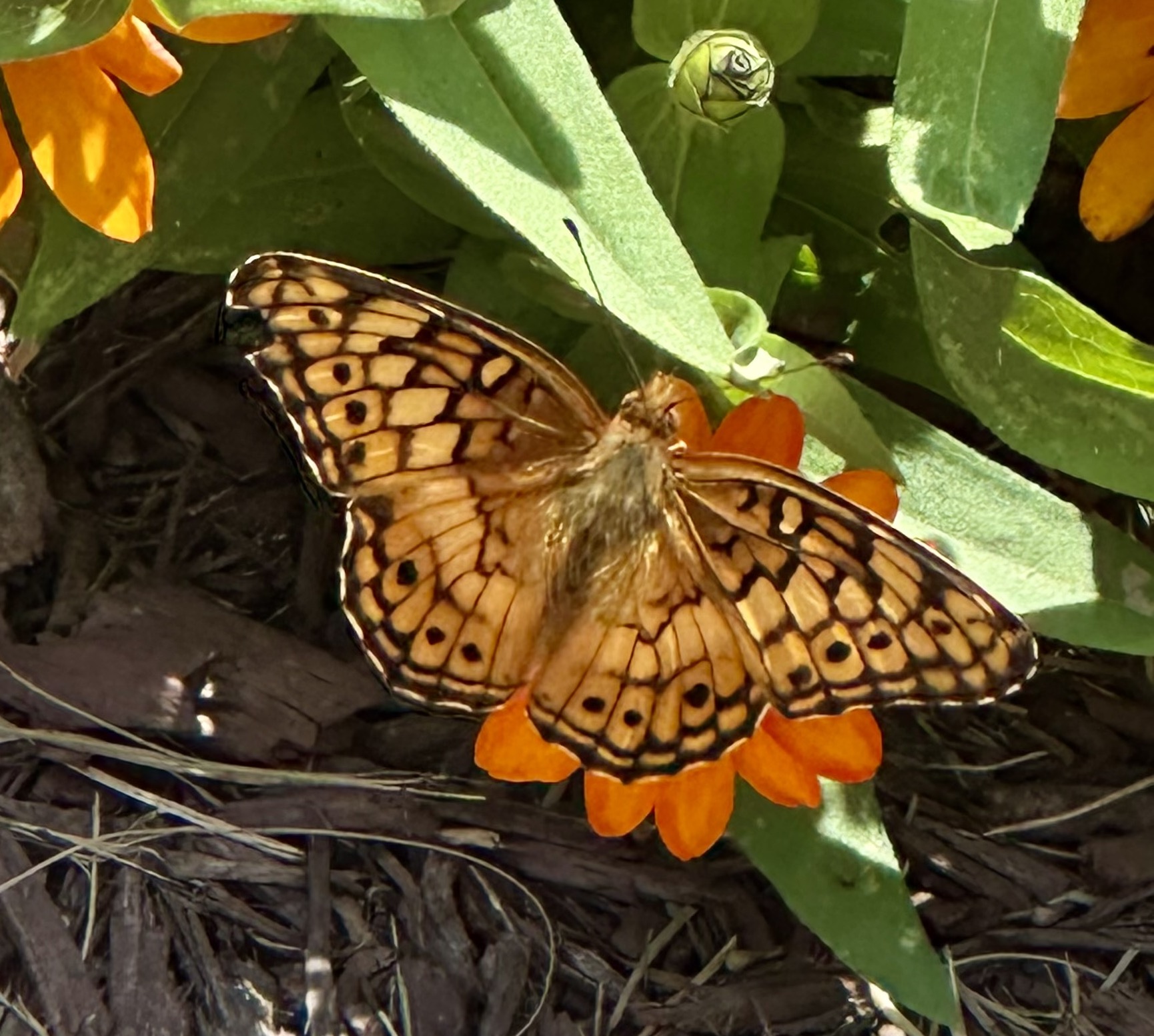 Variegated Fritillary – Roadkill Crossing