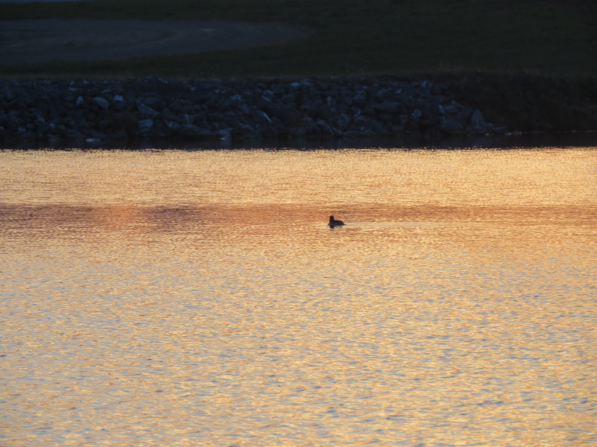 On Golden Pond – Roadkill Crossing